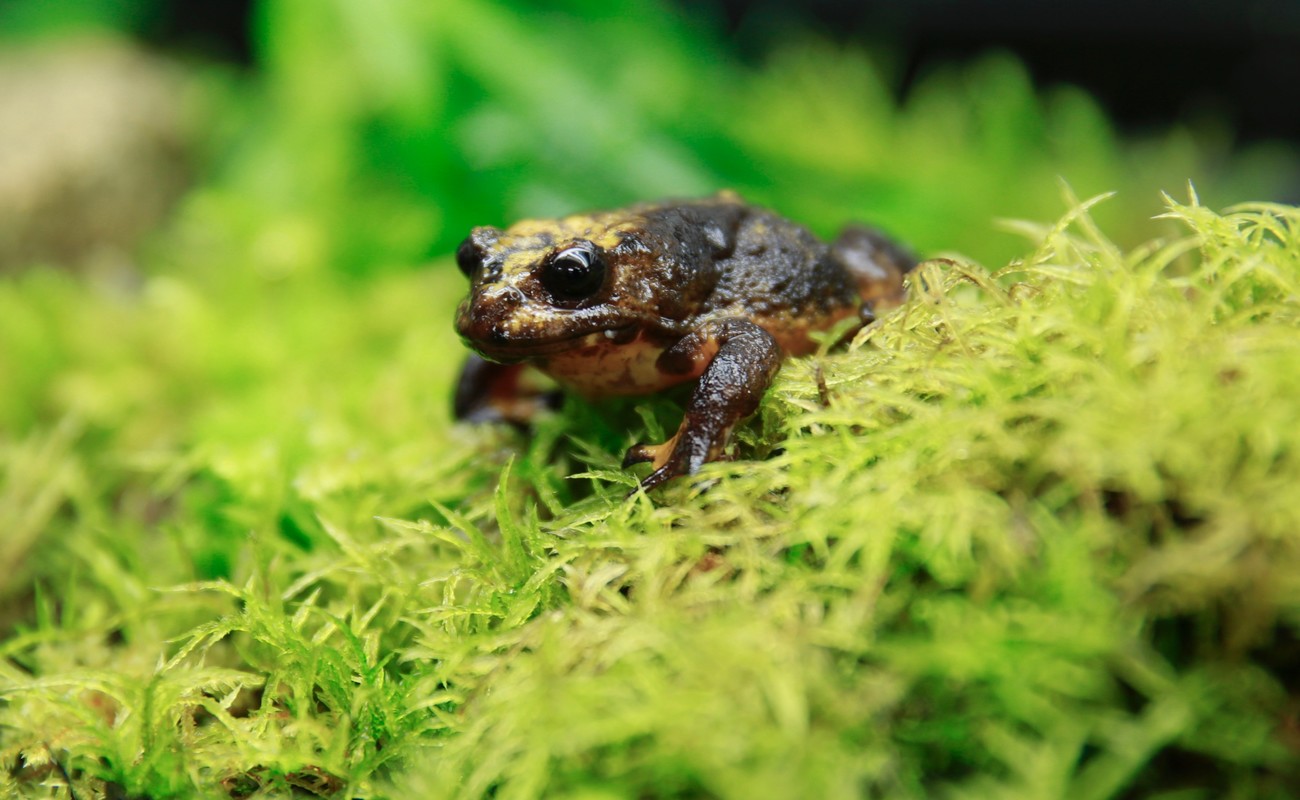 Amphibians, situation critical: Insights from the leaders in the field ...
